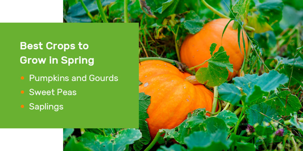 Best Time to Start Growing Your Garden – Seasonal Tips