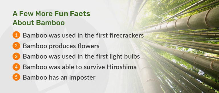 Interesting Facts About Bamboo