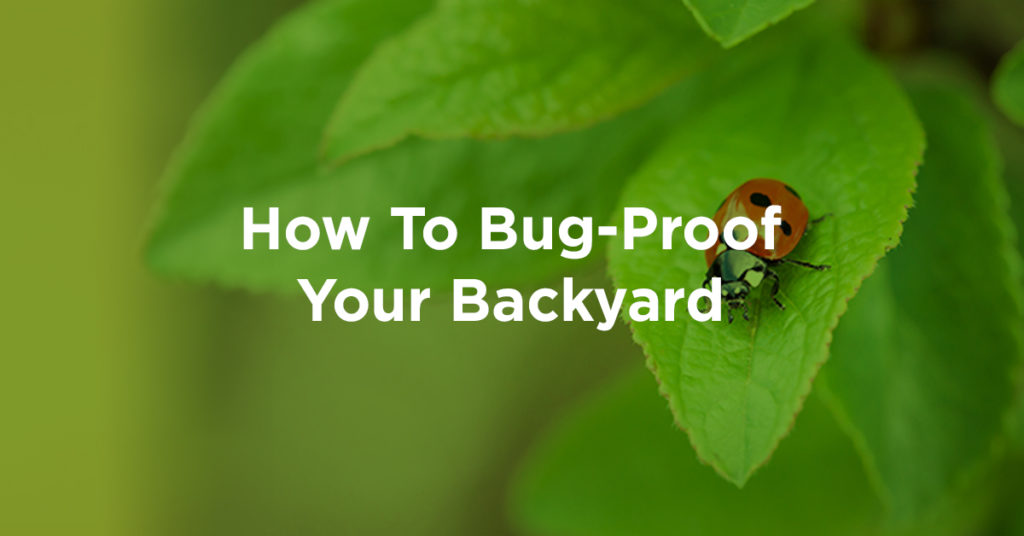 Bug-Proof Your Backyard – Create a Pest-Free Outdoor Escape
