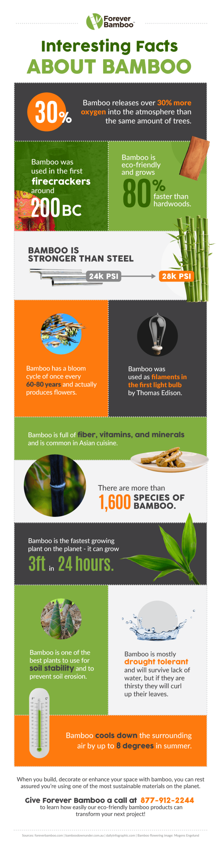Interesting Facts About Bamboo